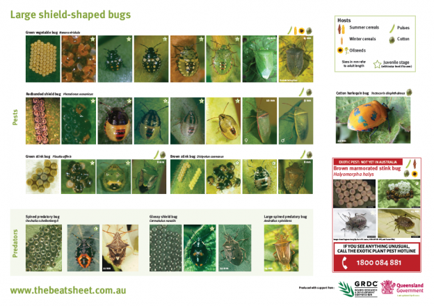 Entomology publications and factsheets | The Beatsheet