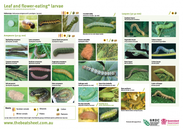 Entomology publications and factsheets | The Beatsheet