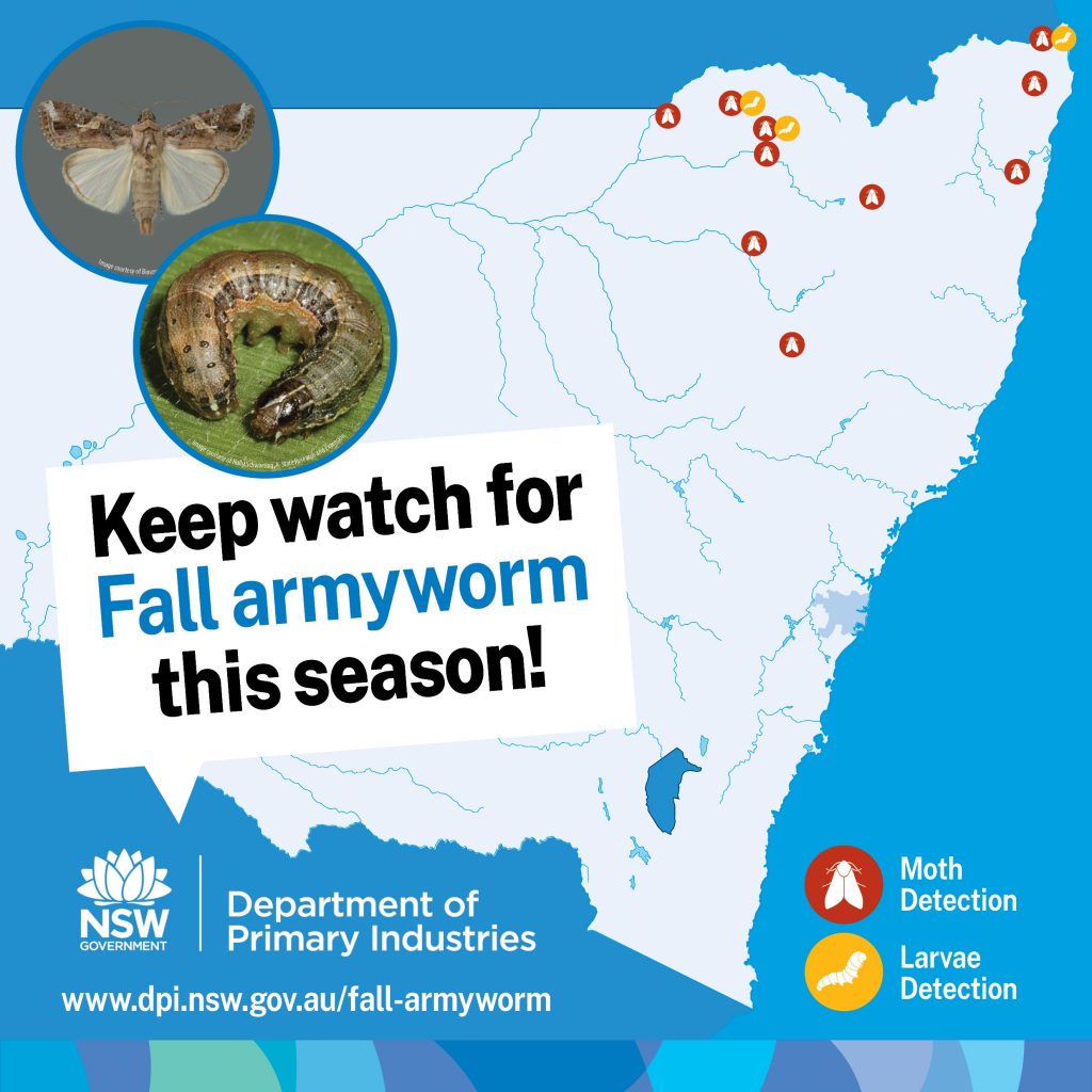 FAW pheromone traps | The Beatsheet