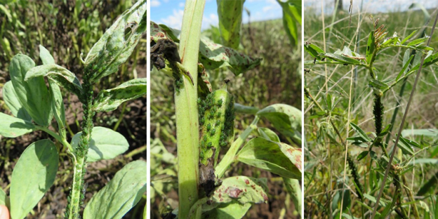 Keep an eye out for faba bean aphid, particularly during spring | The ...
