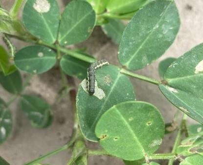 Larval infestations in peanuts: how to tell which caterpillar is which ...