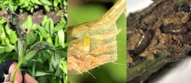 Late bean fly damage reported in Burdekin black gram | The Beatsheet