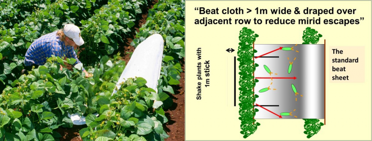 Bigger is not better when it comes to beat sheet sampling | The Beatsheet