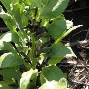 Faba bean diseases | The Beatsheet