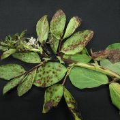 Faba bean diseases | The Beatsheet