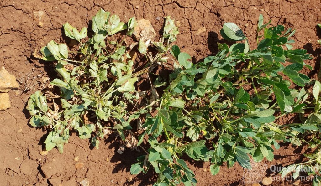 Root rot reported in Burnett peanuts | The Beatsheet