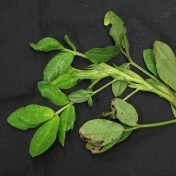 Peanut diseases | The Beatsheet