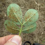 Peanut diseases | The Beatsheet