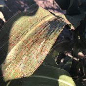 Sorghum diseases | The Beatsheet