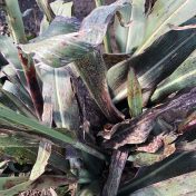 Sorghum diseases | The Beatsheet