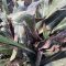 Sorghum diseases | The Beatsheet