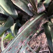 Sorghum diseases | The Beatsheet