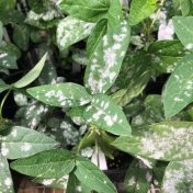 Powdery mildew | The Beatsheet