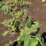 Sunflower diseases | The Beatsheet