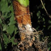 Sunflower diseases | The Beatsheet