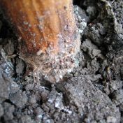 Sunflower diseases | The Beatsheet