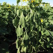 Sunflower diseases | The Beatsheet