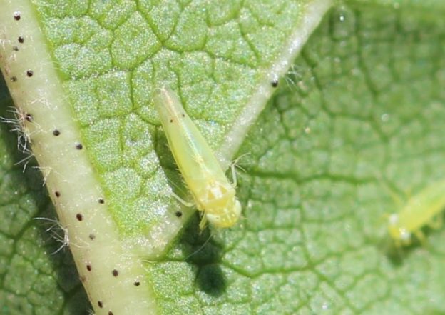 Investigating unusual chlorosis in cotton | The Beatsheet