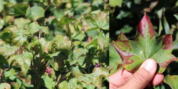 Investigating unusual chlorosis in cotton | The Beatsheet