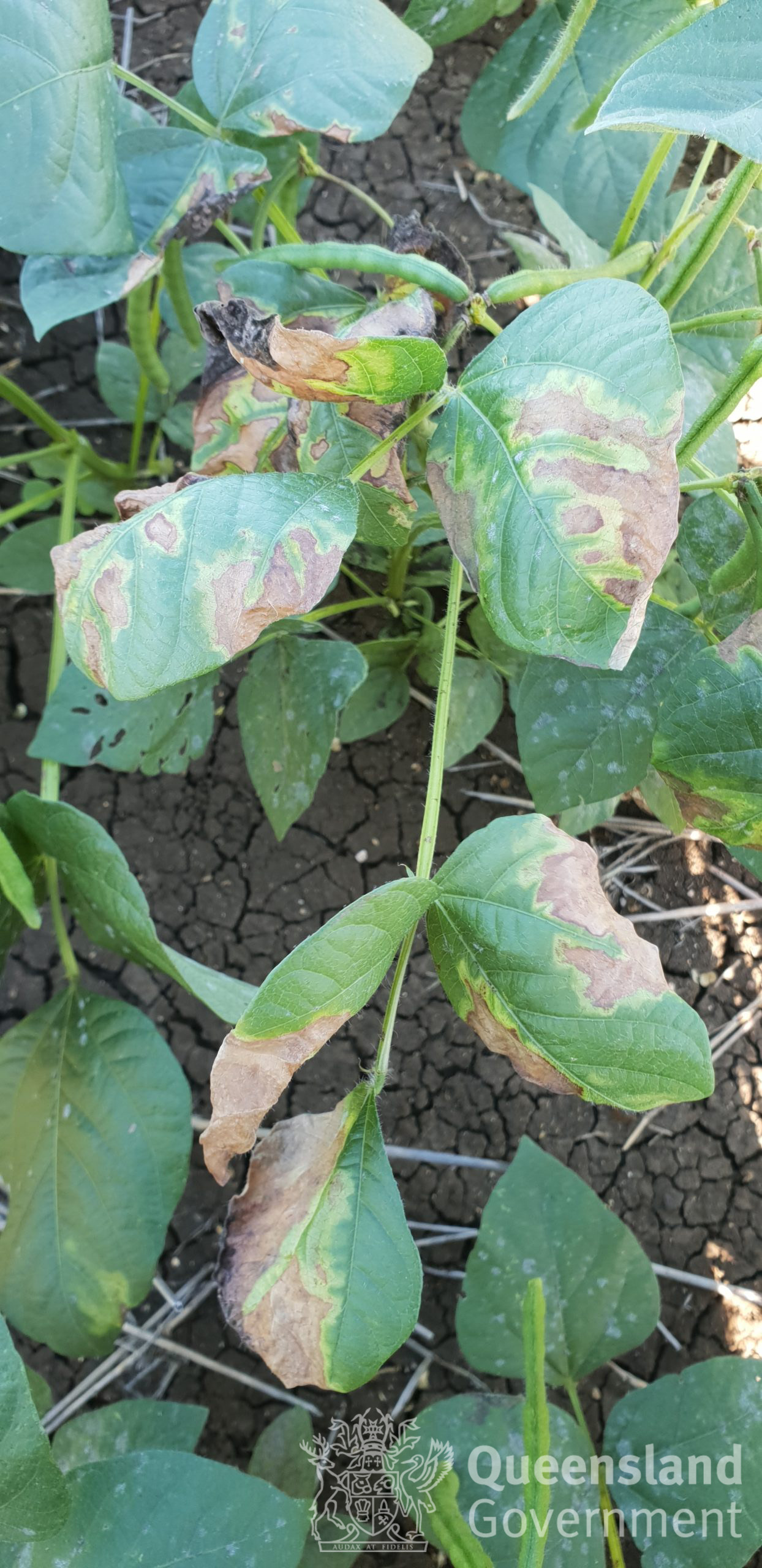 Disease alert: bacterial diseases in mungbean | The Beatsheet