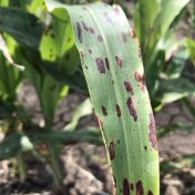 Sorghum diseases | The Beatsheet