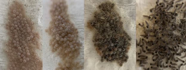 FAW identification | The Beatsheet