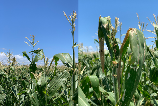 Fall armyworm in maize | The Beatsheet