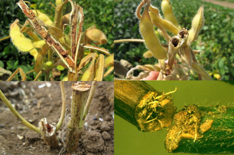 Updated minor use permit for lucerne crown borer in soybeans | The ...