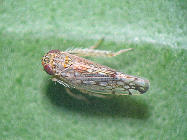 Leafhoppers | The Beatsheet