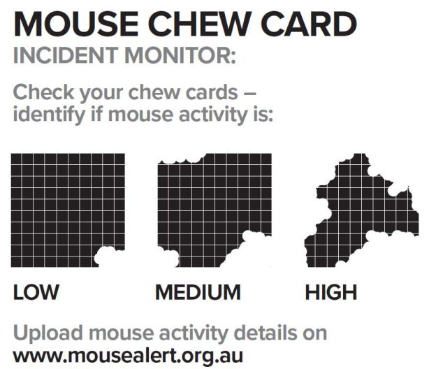 Be alert: mice numbers may be increasing in a paddock near you | The ...