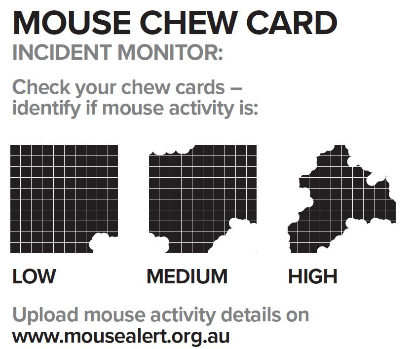 Be alert: mice numbers may be increasing in a paddock near you | The ...