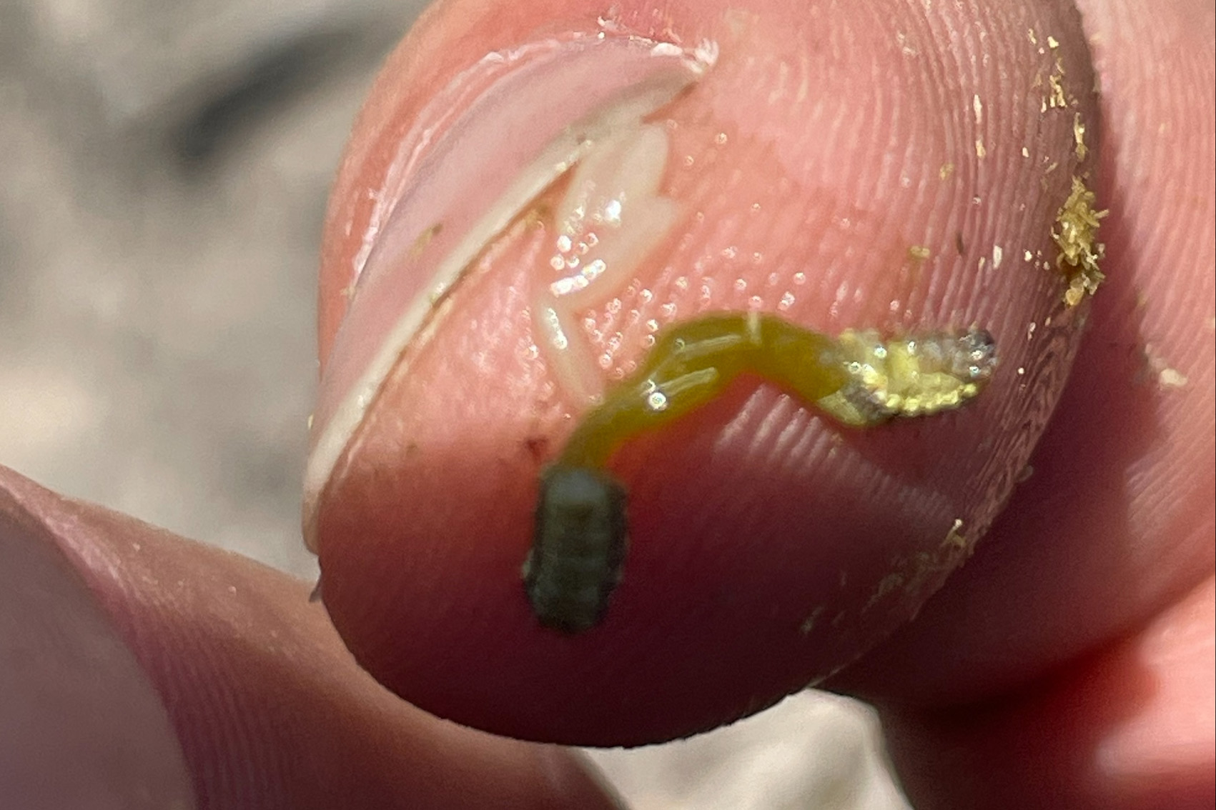 Don’t fall for the wrong armyworm | The Beatsheet