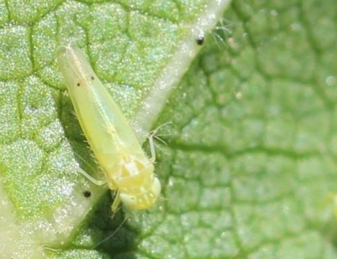 Leafhoppers | The Beatsheet
