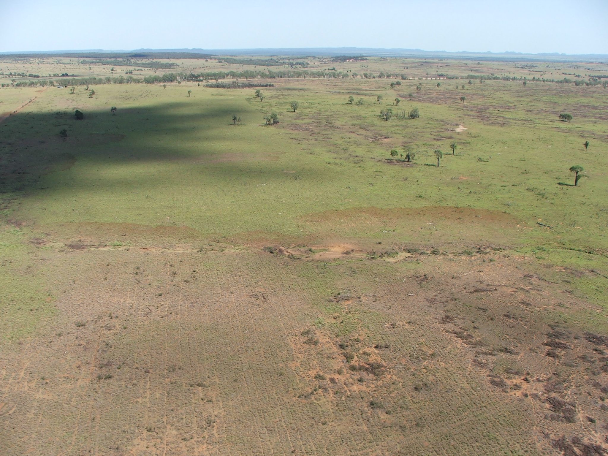 Locust outbreaks in outback Queensland | The Beatsheet