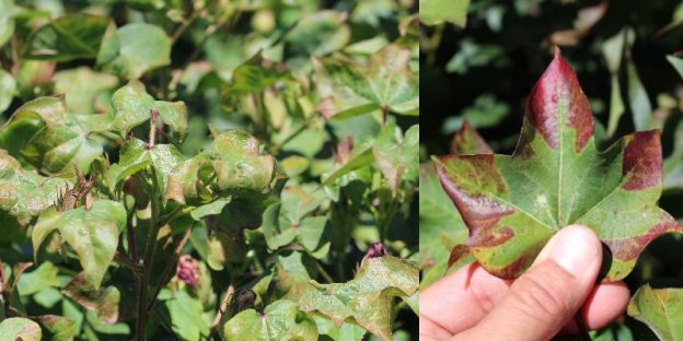 Leafhoppers | The Beatsheet