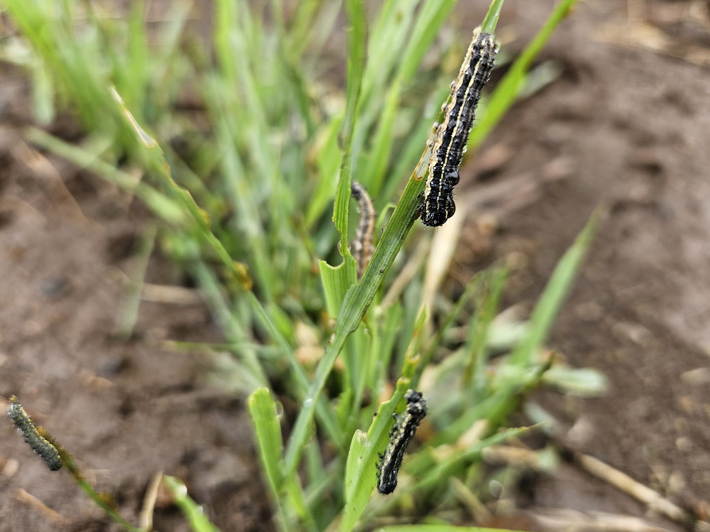 Fall armyworm infestations in forage oats: time to inspect the ...