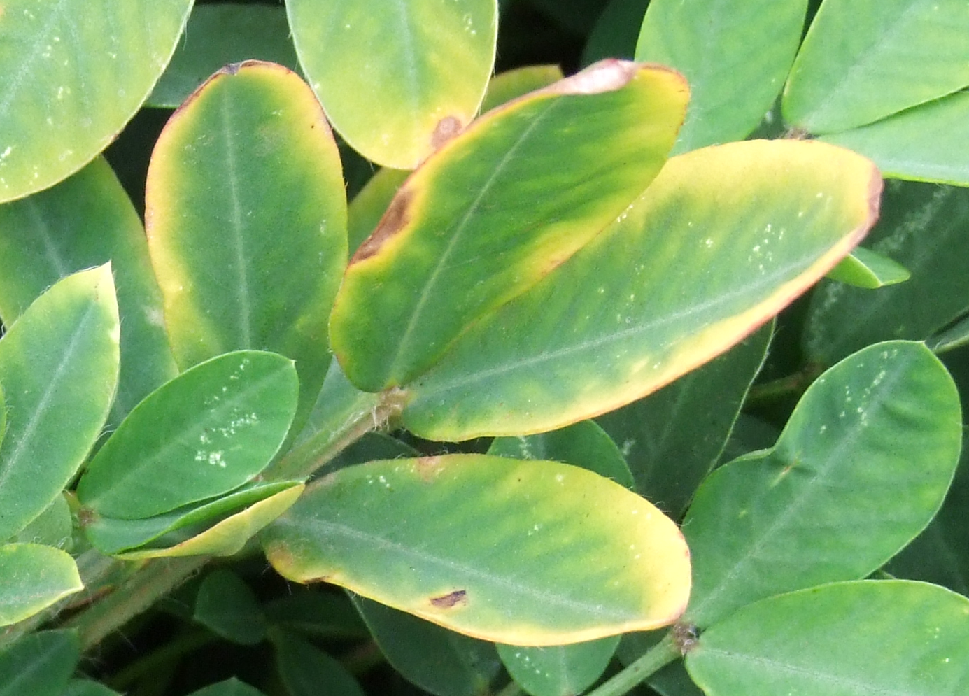 Leafhoppers | The Beatsheet