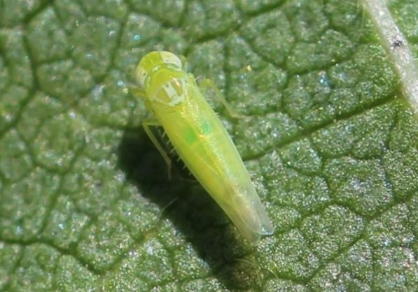 Leafhoppers | The Beatsheet