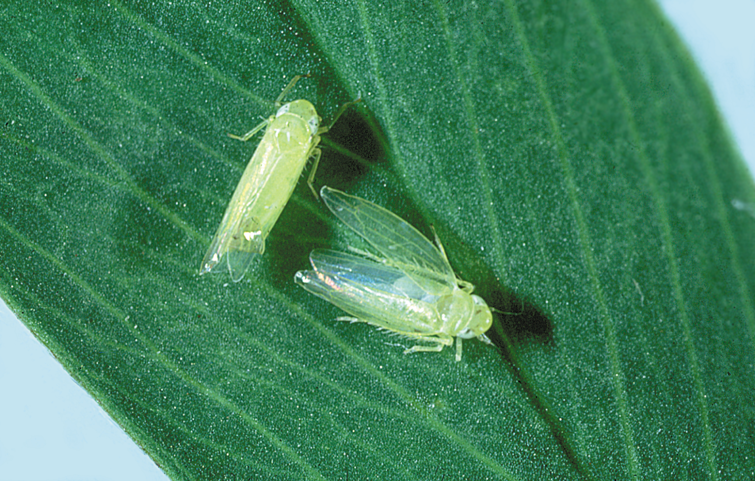 Leafhoppers | The Beatsheet