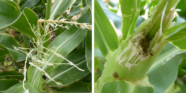 Keep an eye out for mice | The Beatsheet