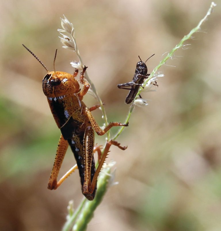Locust outbreaks in outback Queensland | The Beatsheet