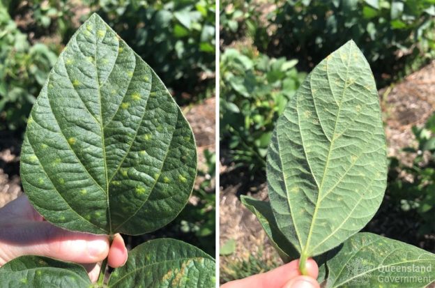 Disease alert: Mildews in the wind | The Beatsheet