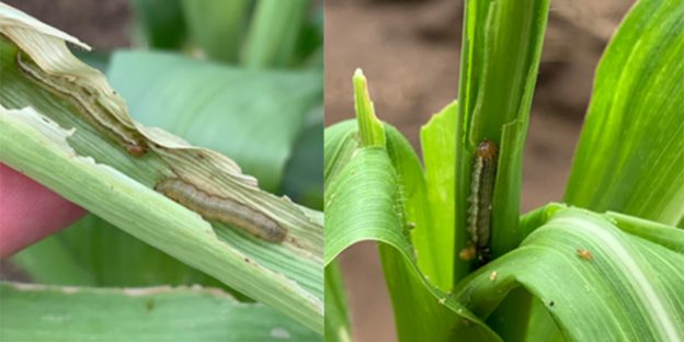 Don’t fall for the wrong armyworm | The Beatsheet