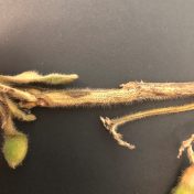 Pod and stem blight | The Beatsheet
