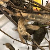 Pod and stem blight | The Beatsheet