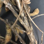 Pod and stem blight | The Beatsheet