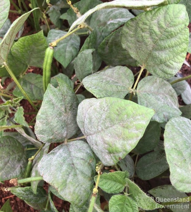 Disease alert: mungbean powdery mildew | The Beatsheet