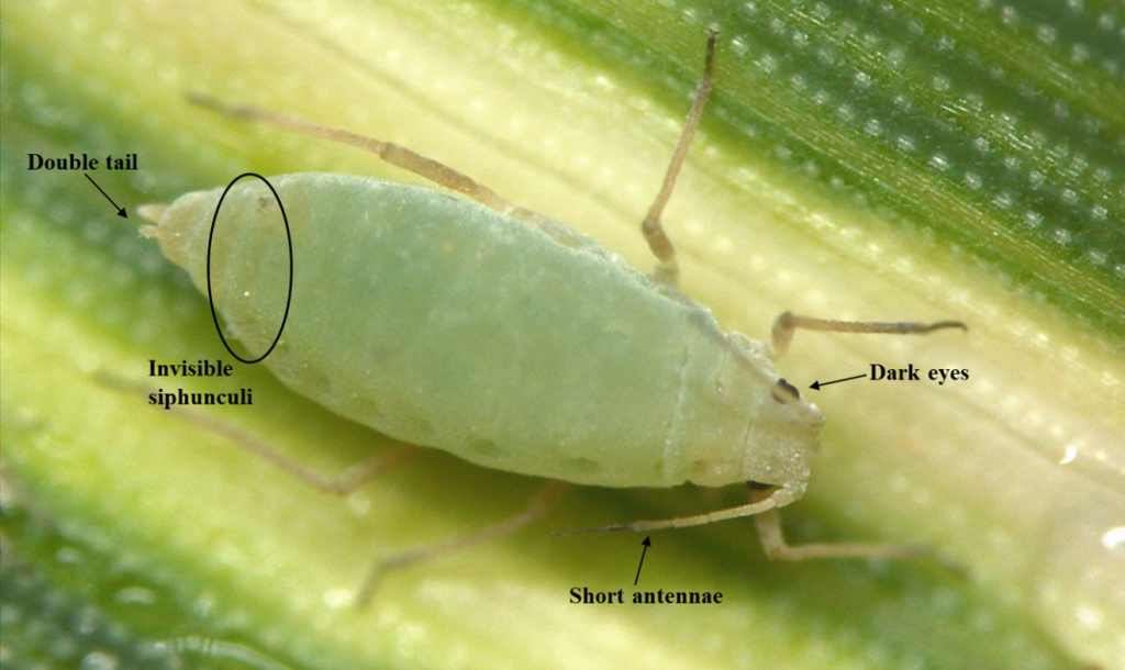 Russian wheat aphid returns to northern NSW | The Beatsheet