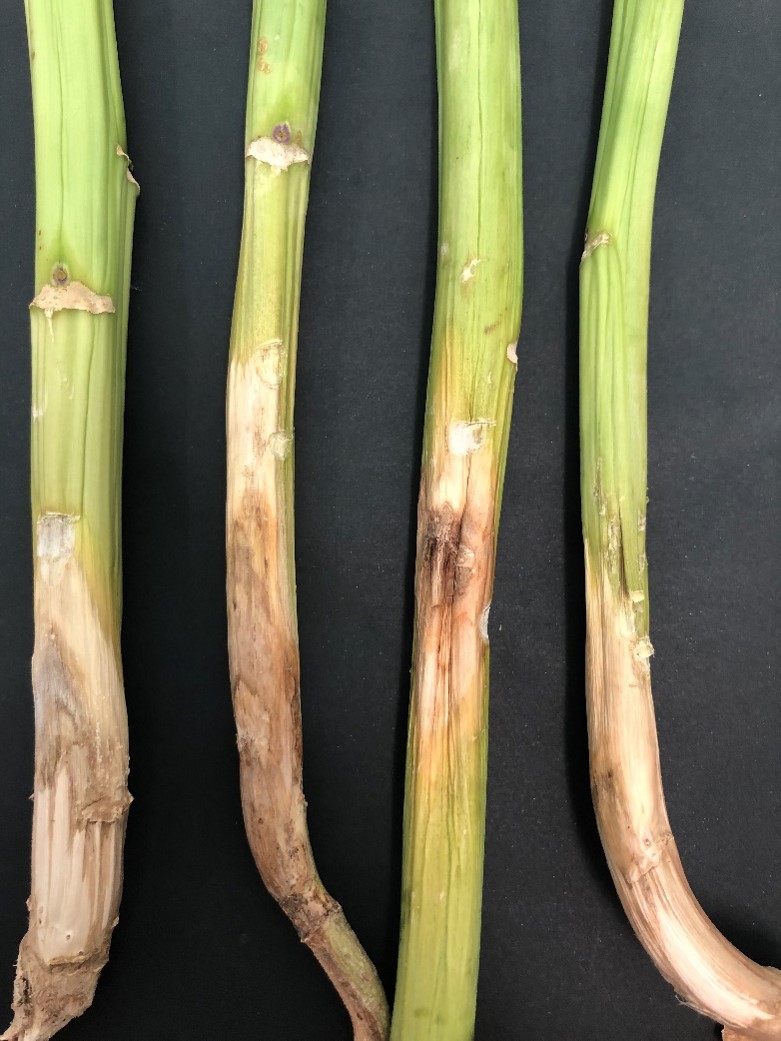 Be on the lookout for disease this winter | The Beatsheet