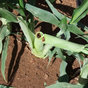 Sorghum diseases | The Beatsheet